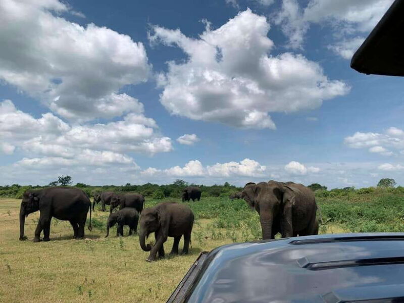 Udawalawa National Park: All Inclusive Safari Day Tour - Who Should Consider This Tour?