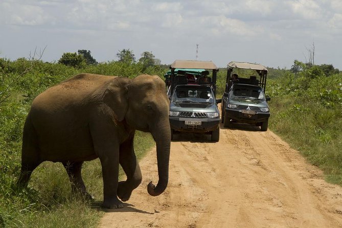 UDAWALAWA National Park ALL INCLUSIVE Tour with PICK UP INCLUDED - Who Would Love This Tour?