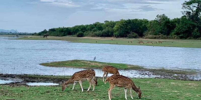 Udawalawa National Park: Morning Afternoon Safari - What’s Included and What’s Not