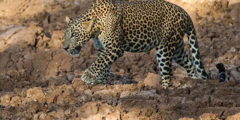 Udawalawa National Park: Morning Afternoon Safari - How This Safari Compares to Others