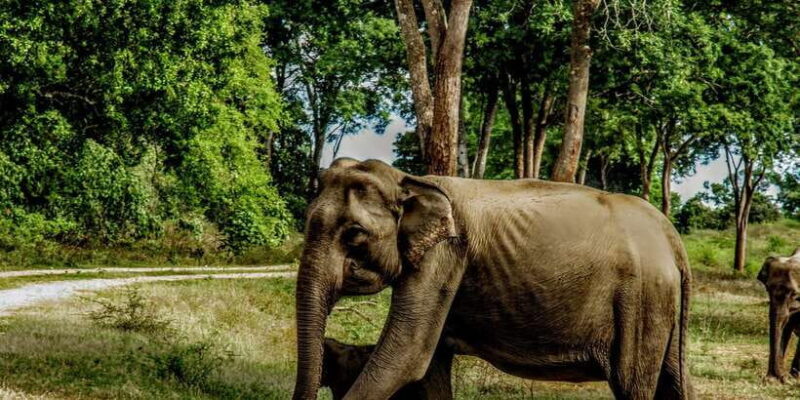 Udawalawa National Park: Morning Afternoon Safari - Who Will Love This Tour?