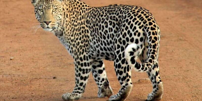 Udawalawa National Park: Morning Afternoon Safari - The Sum Up: Is It Worth It?