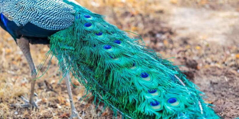 Udawalawa National Park: Private Safari - A Closer Look at the Udawalawa National Park Private Safari