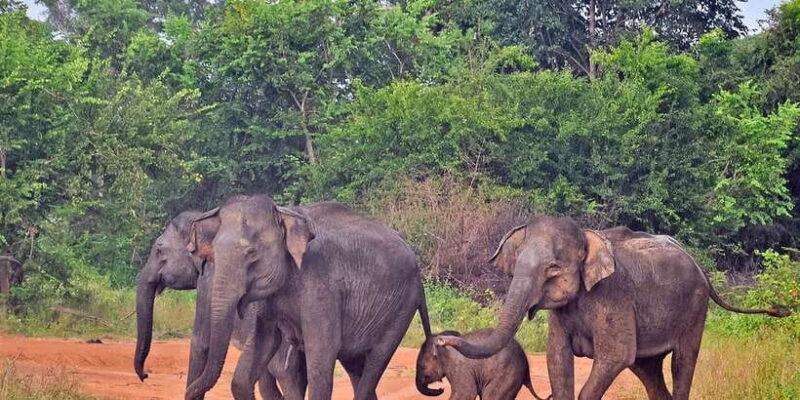 Udawalawa National Park: Private Safari - The Value of the Experience