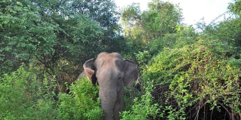 Udawalawa National Park: Private Safari - The Animal Encounters and Sightings
