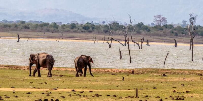 Udawalawa National Park: Private Safari - Who Will Love This Tour?