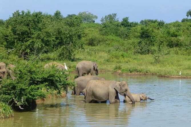 Udawalawa National Park Safari - Authenticity and Guide Expertise