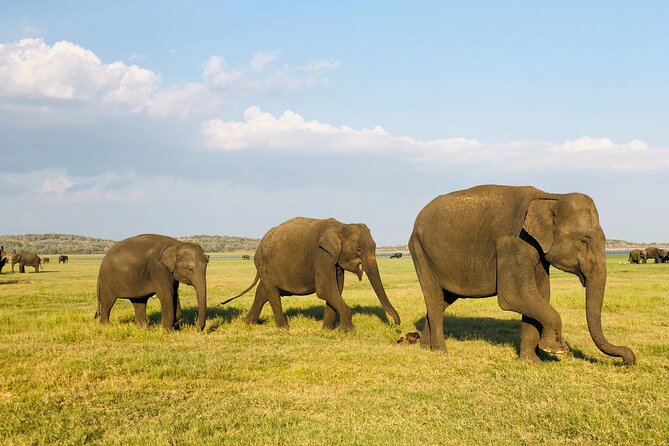 Udawalawa National Park Safari Day Tour - What to Expect from the Itinerary