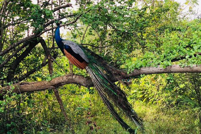 Udawalawa National Park Safari Day Tour - Authenticity and Reviews