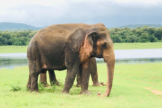 Udawalawa National Park Safari Day Tour - The Sum Up: Is It Worth It?