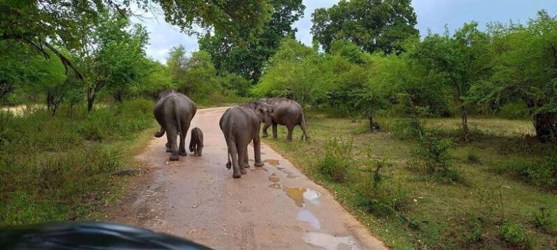 Udawalawa National Park Safari & Elephant Transit Home Tour - The Safari Experience: What to Expect