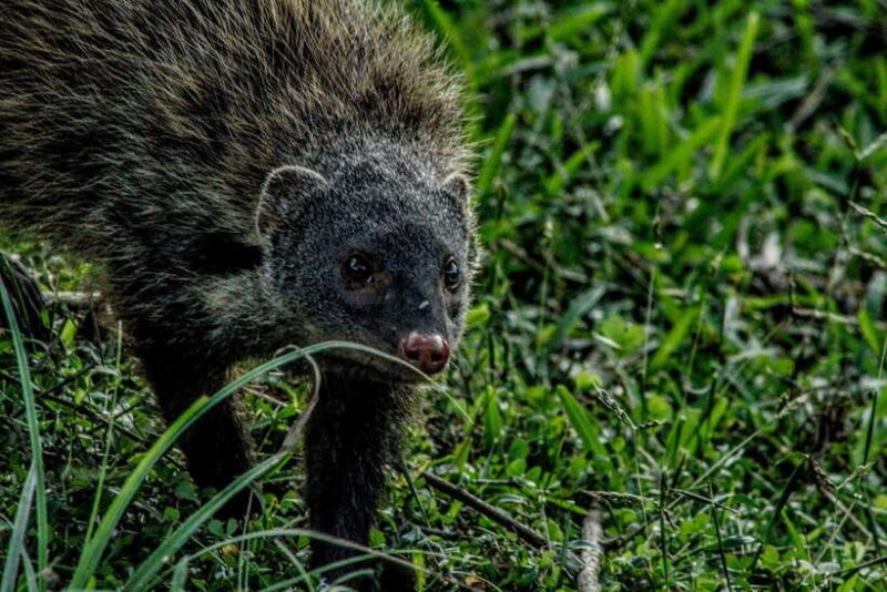 Udawalawa National Park Safari & Elephant Transit Home Tour - What the Tour May Not Offer