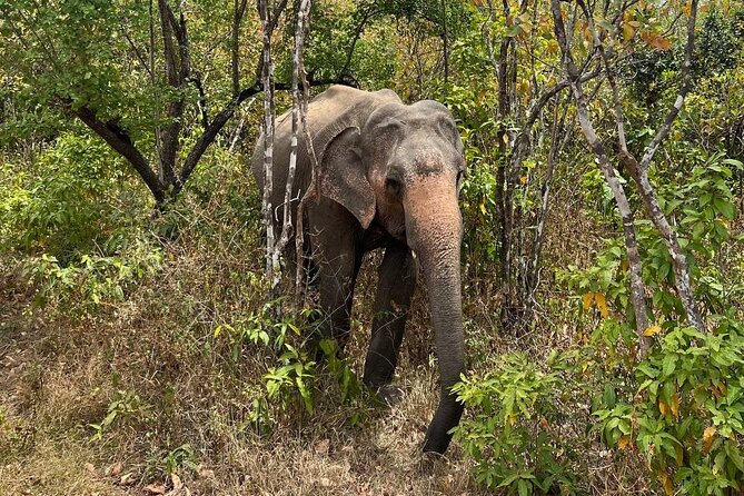 Udawalawa National Park Safari trip from Hikkaduwa/Galle/Weligama - Visiting the Elephant Transit Home