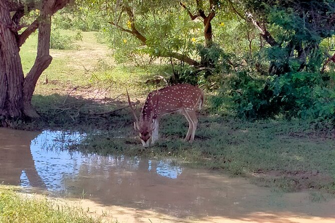 Udawalawa National Park Safari trip from Hikkaduwa/Galle/Weligama - Pricing and Value