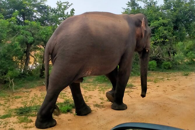 Udawalawa National Park Safari trip from Hikkaduwa/Galle/Weligama - Real Traveler Feedback