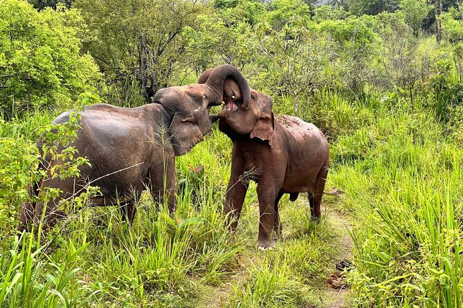 Udawalawa National Park Safari trip from Hikkaduwa/Galle/Weligama - Practical Considerations