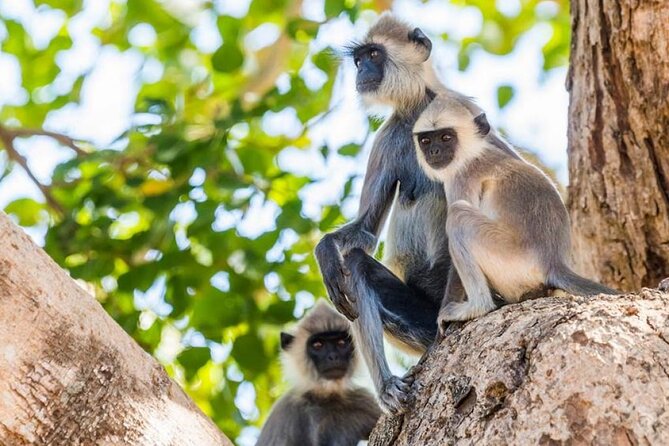 Udawalawa Safari Drive From Galle, Weligama, Mirissa & Dickwella - Who Will Love This Tour?