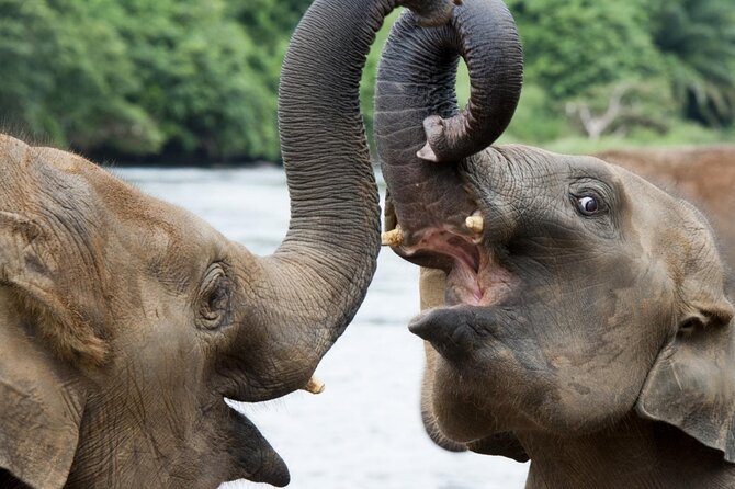 Udawalawa Safari Drive From Galle, Weligama, Mirissa & Dickwella - The Sum Up