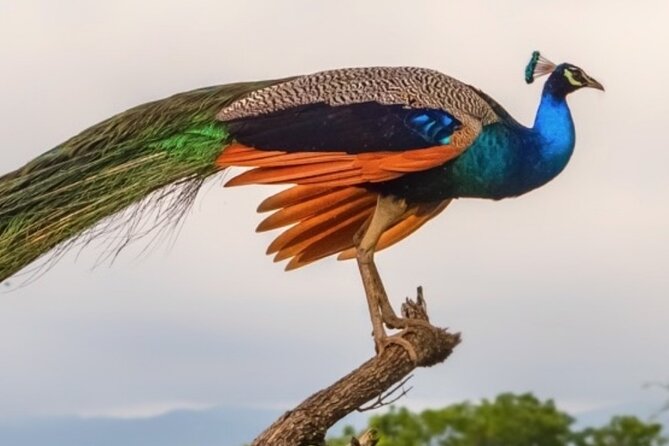 Udawalawa Safari Drive From Galle, Weligama, Mirissa & Dickwella - Frequently Asked Questions