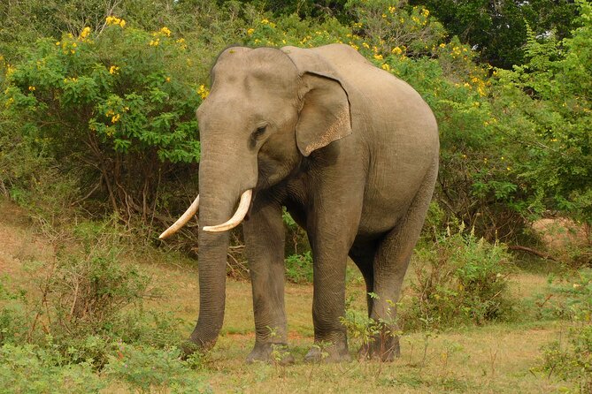 Udawalawa Safari & Elephants Orphanage Tour from Hambantota port - FAQ