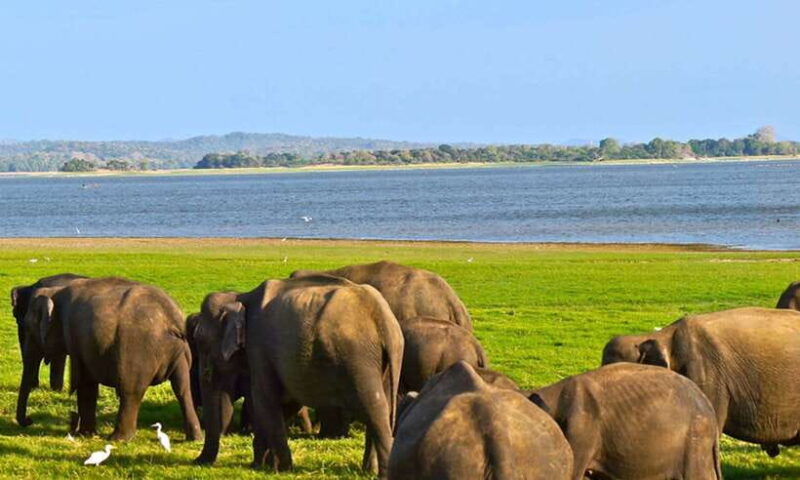 Udawalawa: Udawalawa National Park Safari Tour - Final Thoughts