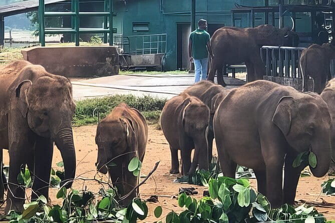 Udawalawe Elephant Safari and Orphanage Tour Shore Excursions - What Makes This Tour Stand Out