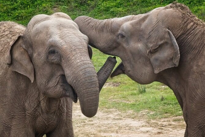 Udawalawe Elephant Safari and Orphanage Tour Shore Excursions - Practical Considerations and Tips