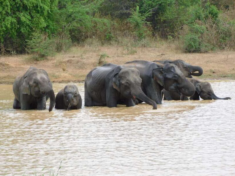 Udawalawe Elephants Safari Tour from Hambantota port - Key Points