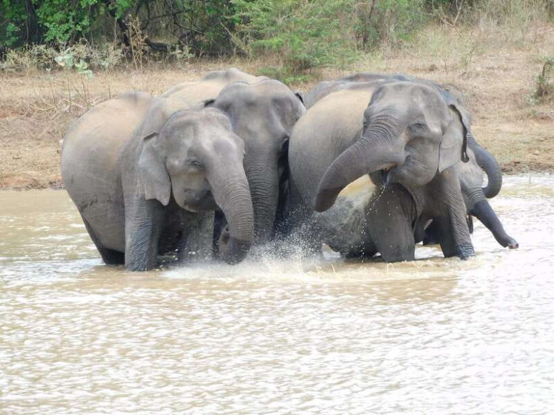 Udawalawe Elephants Safari Tour from Hambantota port - The Value of This Tour