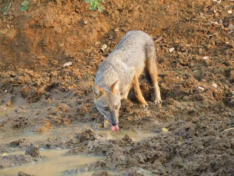 Udawalawe Elephants Safari Tour from Hambantota port - FAQ: Your Questions Answered