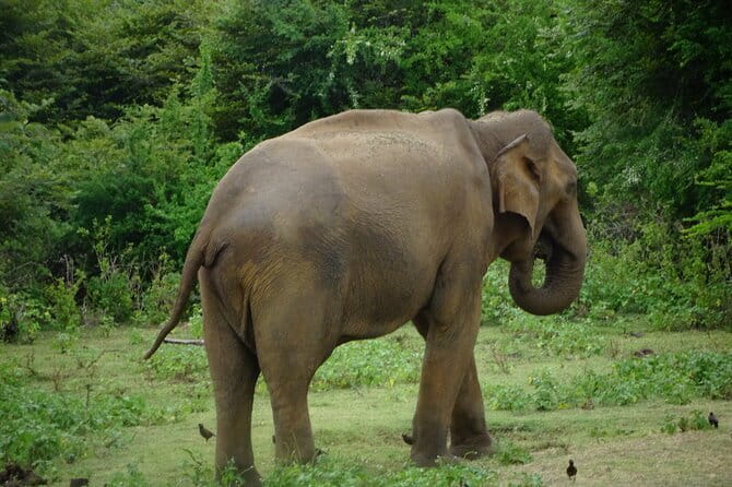 Udawalawe Jeep Safari - Udawalawe Jeep Safari Review