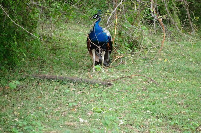 Udawalawe Jeep Safari - Introduction