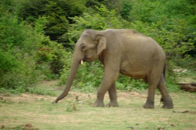 Udawalawe Jeep Safari - The Value and Practicalities