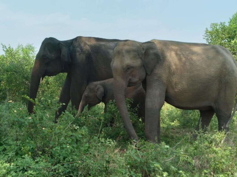 Udawalawe National Park: 4-Hour Safari Tour - Authentic Experiences in Every Detail