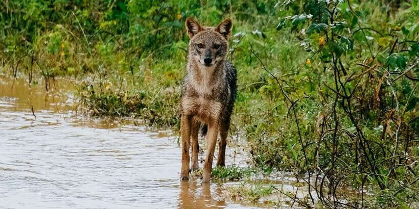 Udawalawe National Park - 7 Hours Private Safari tour - FAQs