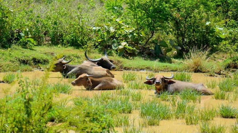 Udawalawe National Park Elephant Safari (Private Jeep) - Practical Tips for Your Safari