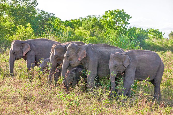 Udawalawe National Park Entrance Ticket with Private Safari - FAQs