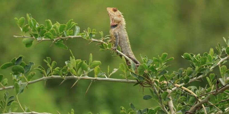 Udawalawe National Park | Full day-10 Hours | All Inclusive - Why You’ll Love It