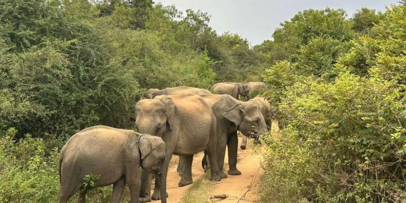 Udawalawe National Park | Full day-10 Hours | All Inclusive - Who Should Book This Tour?