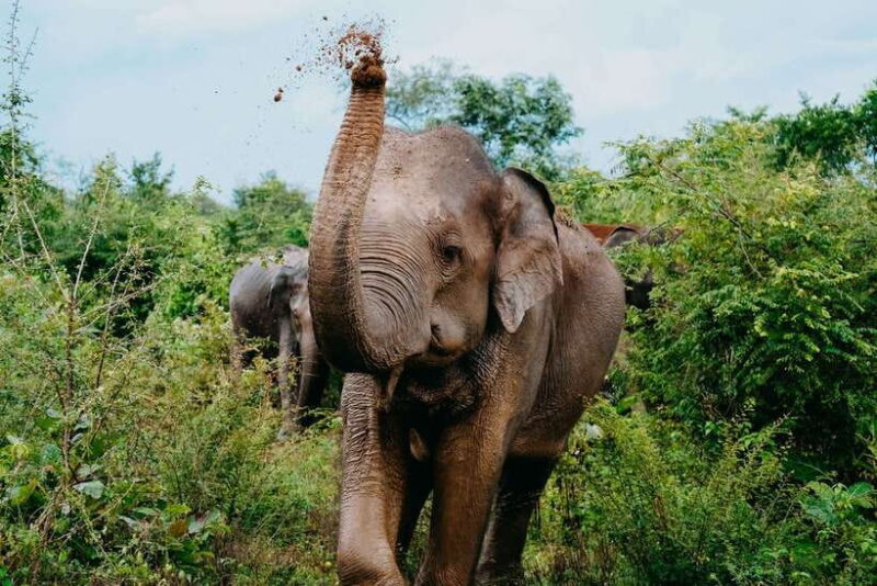 Udawalawe National Park: Half-Day Safari Tour - What You Can Expect on the Safari