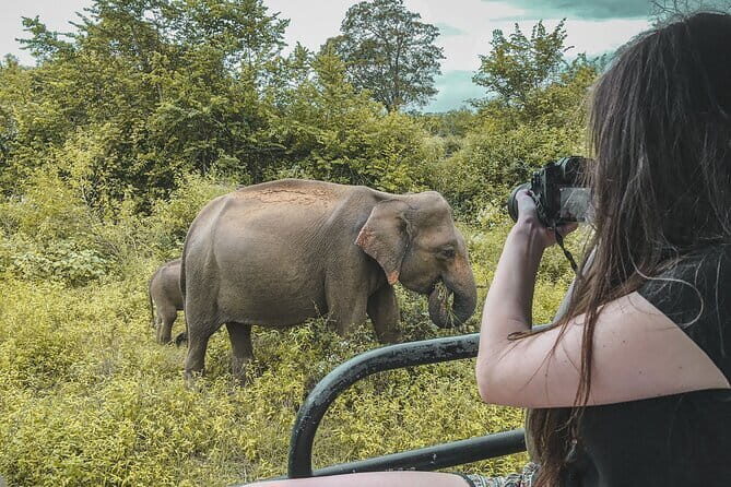 Udawalawe National Park Jeep Safari From Ella / Bandarawela - The Value of a Private Safari