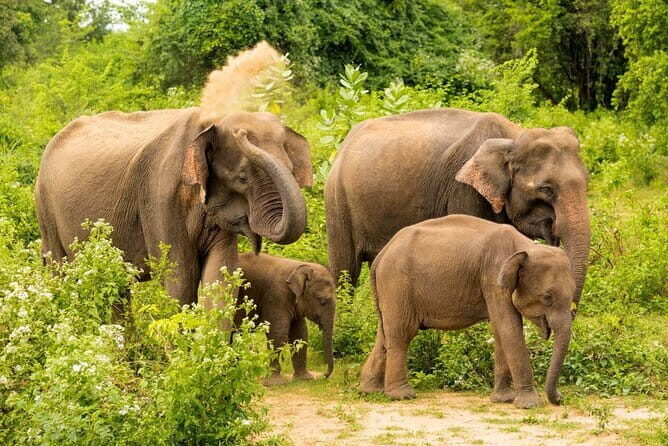 Udawalawe National Park Jeep Safari From Ella / Bandarawela - Authentic Experiences and Guide Expertise