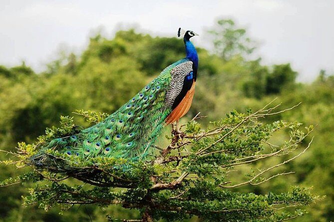 Udawalawe National Park Private Safari - Key Points