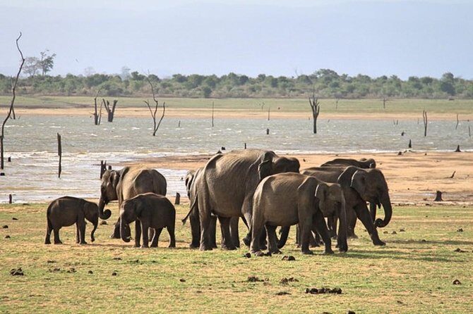 Udawalawe National Park Private Safari - A Thorough Breakdown of the Tour