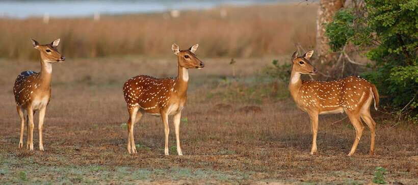 Udawalawe National Park: Private Safari From Colombo - FAQ