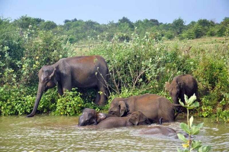 Udawalawe National Park Private Safari from Kalutara - FAQs