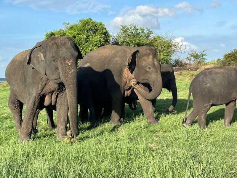 Udawalawe National Park: Private Safari - Who Is This Safari Best For?