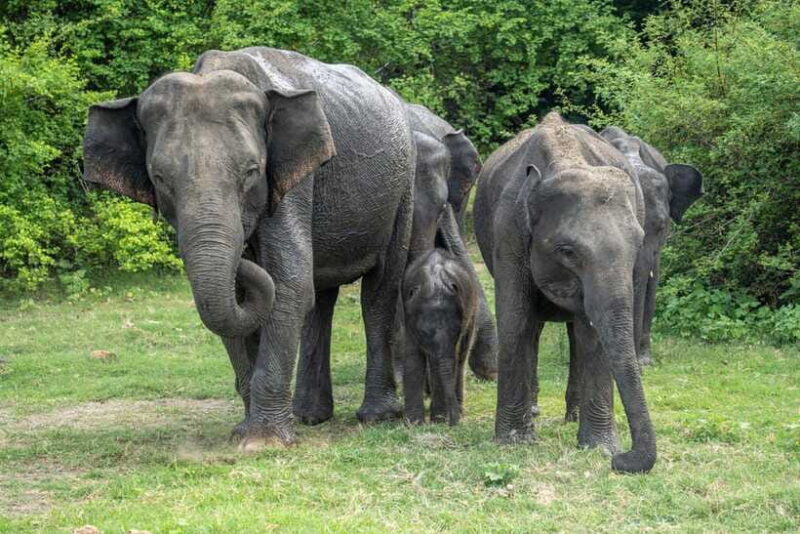 Udawalawe National Park: Private Safari - The Bottom Line: Is it Worth It?