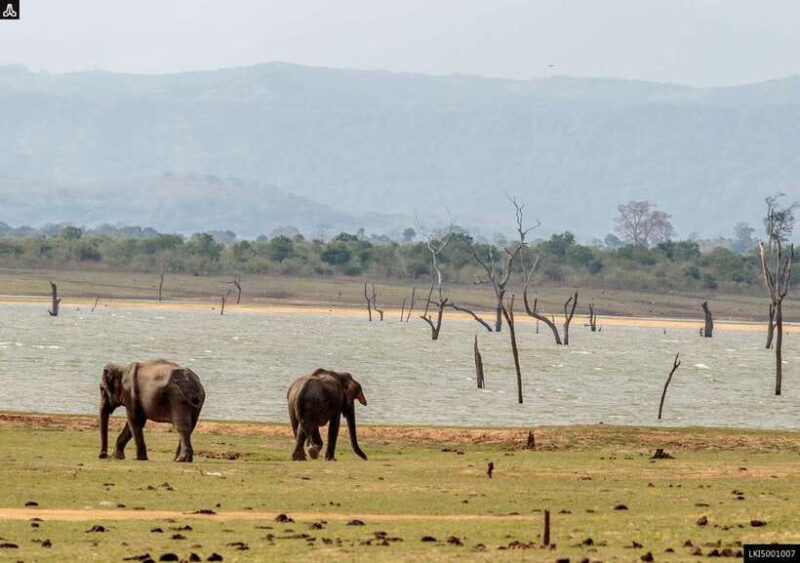 Udawalawe National Park Private Safari + Transit Home Visit - Who Should Consider This Tour?