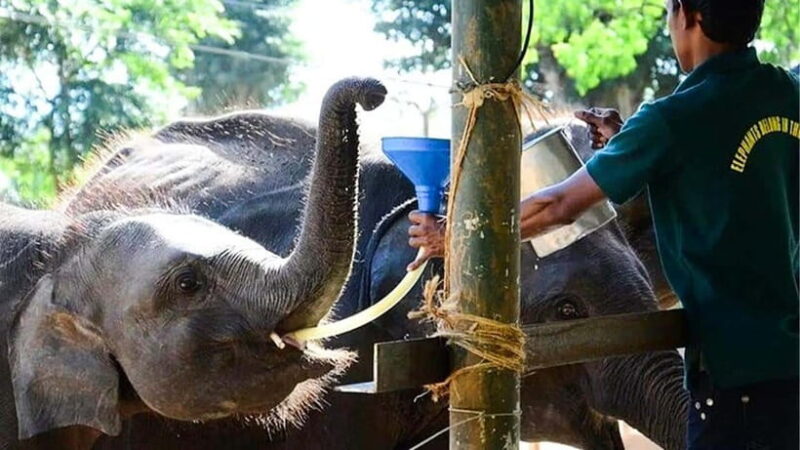 Udawalawe National Park Private Safari + Transit Home Visit - The Sum Up